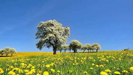 Primavera começa oficialmente nesta segunda-feira, 22 de setembro