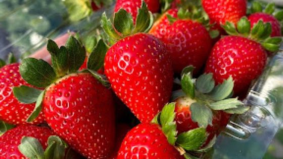 Vem aí: Atibaia anuncia novo Parque Temático do Morango