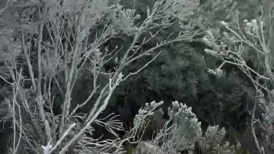 Serra catarinense registra neve e chuva congelada pela primeira vez em 2026