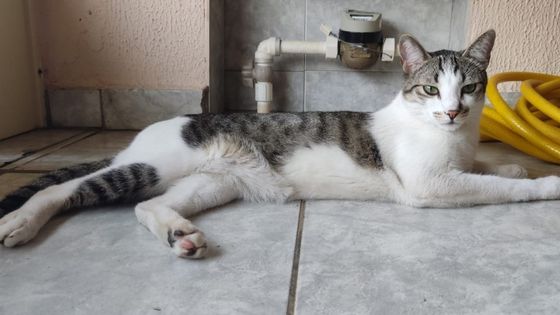 Anderson procura pelo seu gato que sumiu no Jardim Colina da Serra