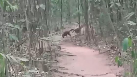 Funcionário do Horto Florestal flagra bando de quatis