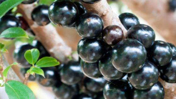 Jabuticaba é a 10ª melhor fruta do mundo, diz ranking gastronômico dos EUA