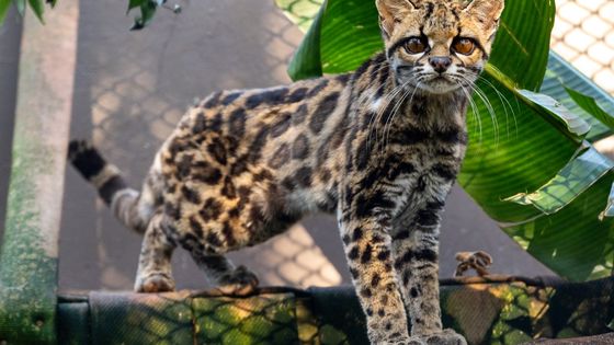 Filhote de gato-maracajá e duas harpias ganham "CPF animal" no Refúgio