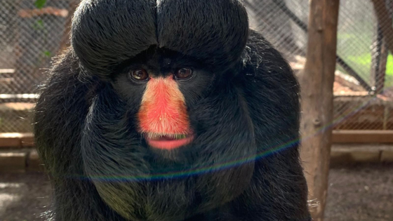 Macaco raro do Eco Park será destaque em edição da revista National ...