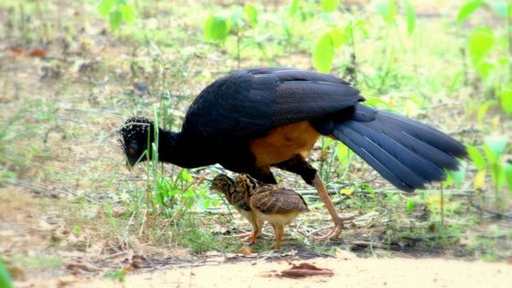 Conheça o Projeto Mutum