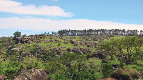 Abertas inscrições para o Conselho Gestor da APA Municipal Pedregulho ...