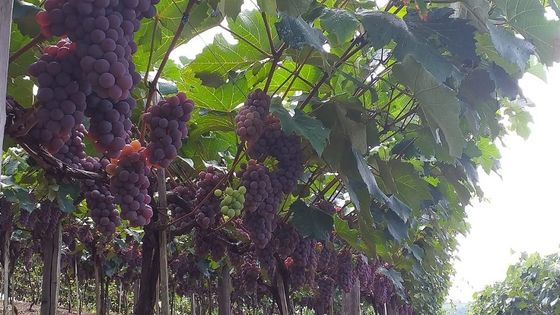 Uva Niagara Rosada é oficialmente certificada