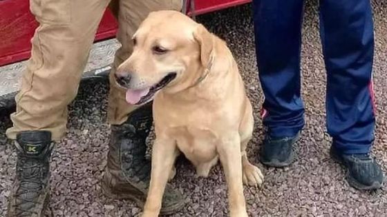 Cão que morreu em operação é homenageado em Mato Grosso