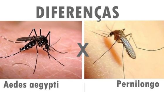 Minas Gerais Registrou Um Aumento De 41 Nos Casos De Dengue Em 2024