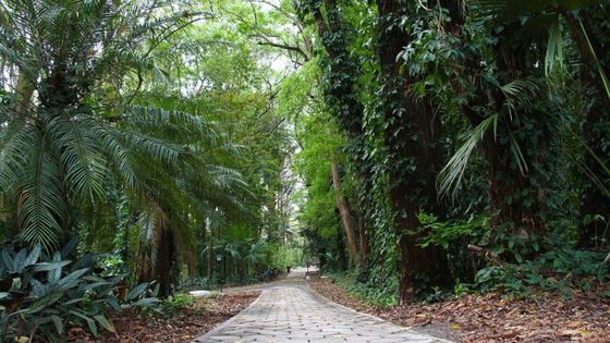 Prefeitura promove trilha educativa no Horto Florestal