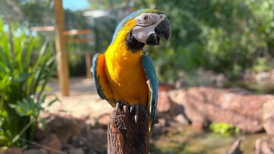 Zoológico de aves silvestres será inaugurado na região de Paranavaí
