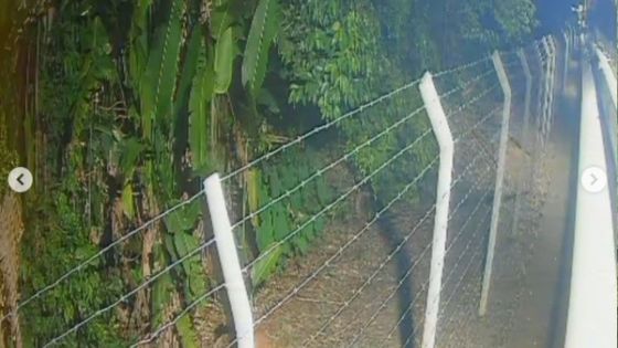 Onça-parda é flagrada nas proximidades do Parque Circuito, em Porto Velho