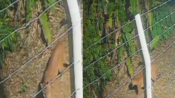 Onça-parda é flagrada nas proximidades do Parque Circuito, em Porto Velho
