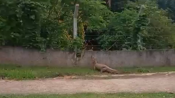 VÍDEO: Jacaré surpreende frequentadores no Espaço Alternativo em Porto ...