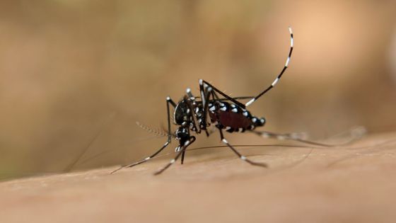 Boletim Da Dengue Confirma 15 3 Mil Novos Casos E Mais 14 óbitos No Estado