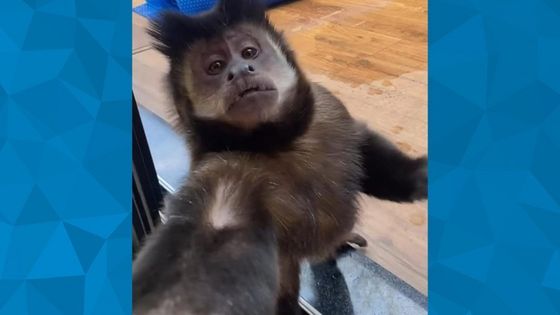 Viu o Chico? O macaco-prego que fez até "selfie" desapareceu em Umuarama