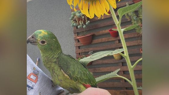 Tutora procura papagaio fêmea desaparecido no Jardim Thereza, em Umuarama