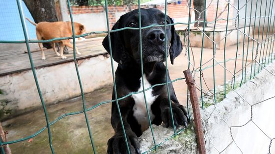 Saau realiza tradicional bingo na segunda-feira no Harmonia Clube de Campo