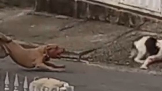 Cão Pitbull ataca outro cachorro causando ferimentos graves no animal