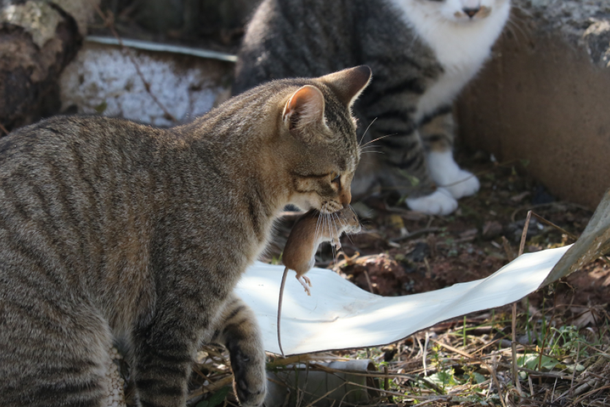 Seu gato te levou um animal morto de “presente”? Entenda esse comportamento