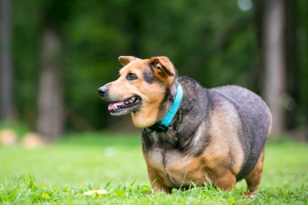 Excesso de peso coloca em risco a vida de pets e pode caracterizar negligência