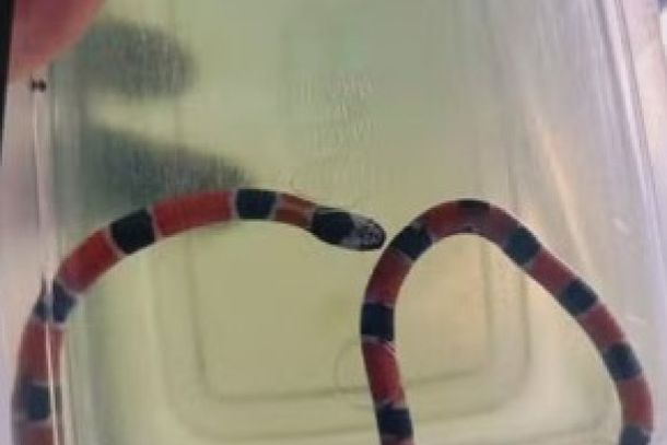 Menina de 4 anos sobrevive após ser picada por cobra-coral em Itajaí