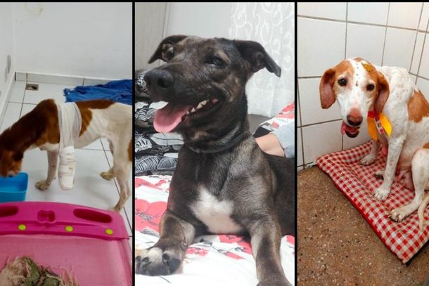 ONG de Cabreúva luta para salvar animais abandonados e pede ajuda da ...