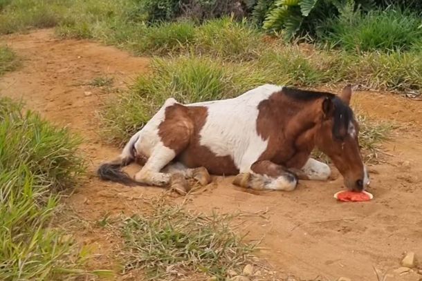 Cavalo abandonado na estrada do Kajita revolta moradores
