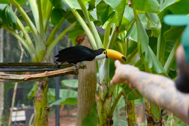 Parque das Aves inaugura viveiro com 700 metros quadrados para abrigar ...