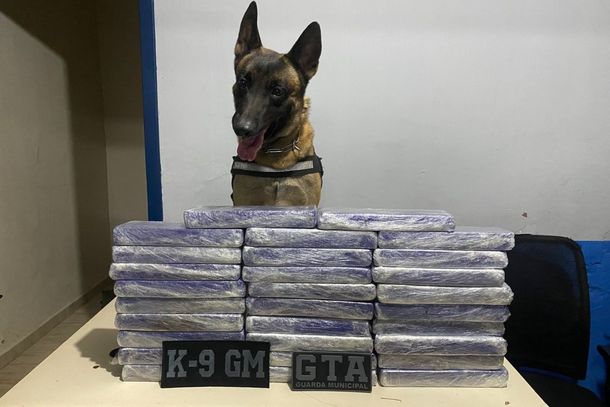 Cão farejador da Guarda Municipal encontra 25 quilos de maconha em ônibus