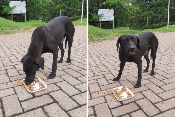 Após resgate dos filhotes, cachorrinha mãe ainda está no Bosque do Índio