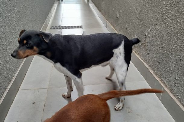 Morador de Umuarama resgata cachorro perdido e procura pelo tutor