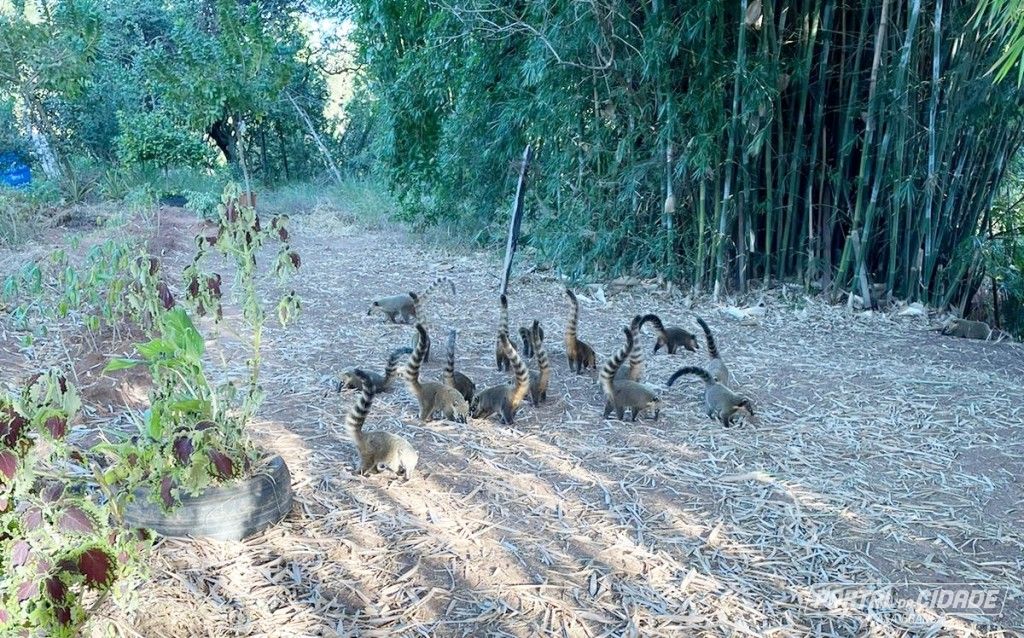 Biólogo conta detalhes sobre os quatis que vivem no horto de Casa Branca