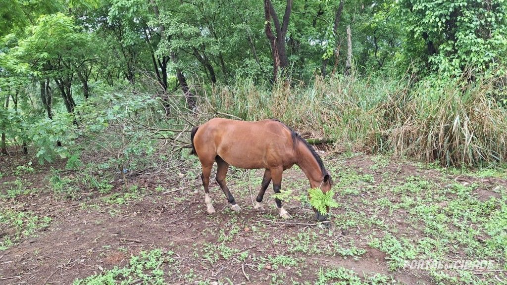 Cavalo furtado em Mogi Guaçu é localizado pela ROMU em Mogi Mirim