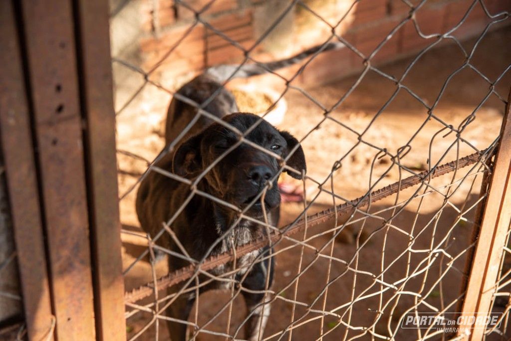 Não descarte: saiba como tampinhas de plástico podem ajudar os animais ...