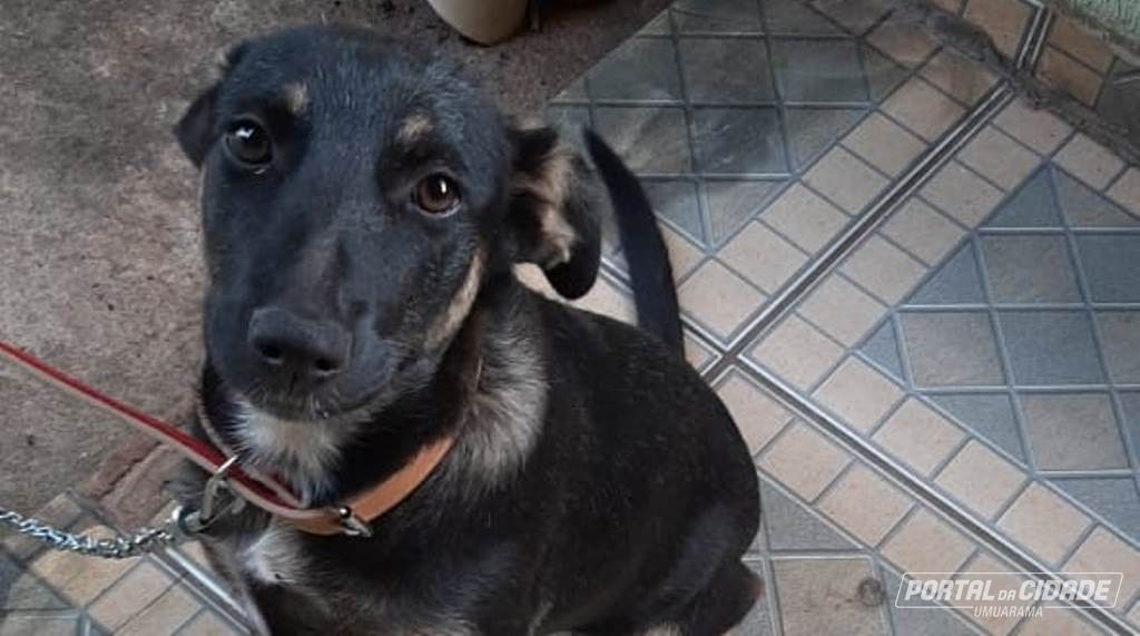 Lembram da Lalinha? Ela conseguiu um novo lar após a divulgação de sua ...