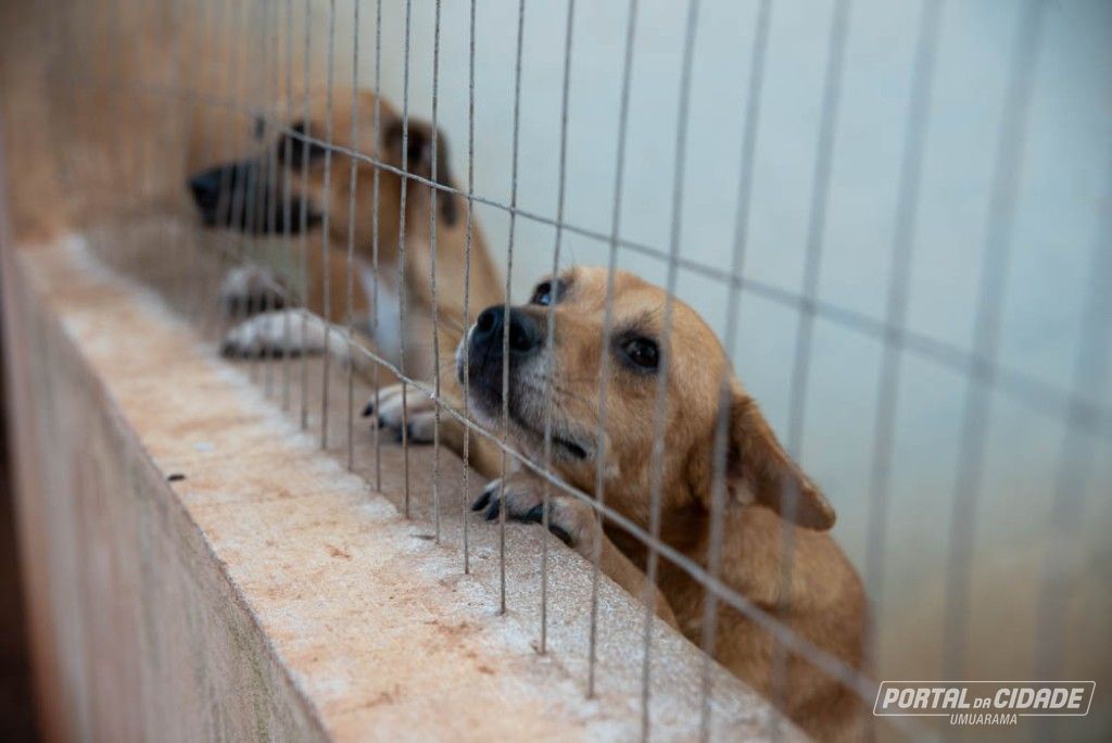 Saau promove rifa solidária para angariar recursos em Umuarama; adquira ...