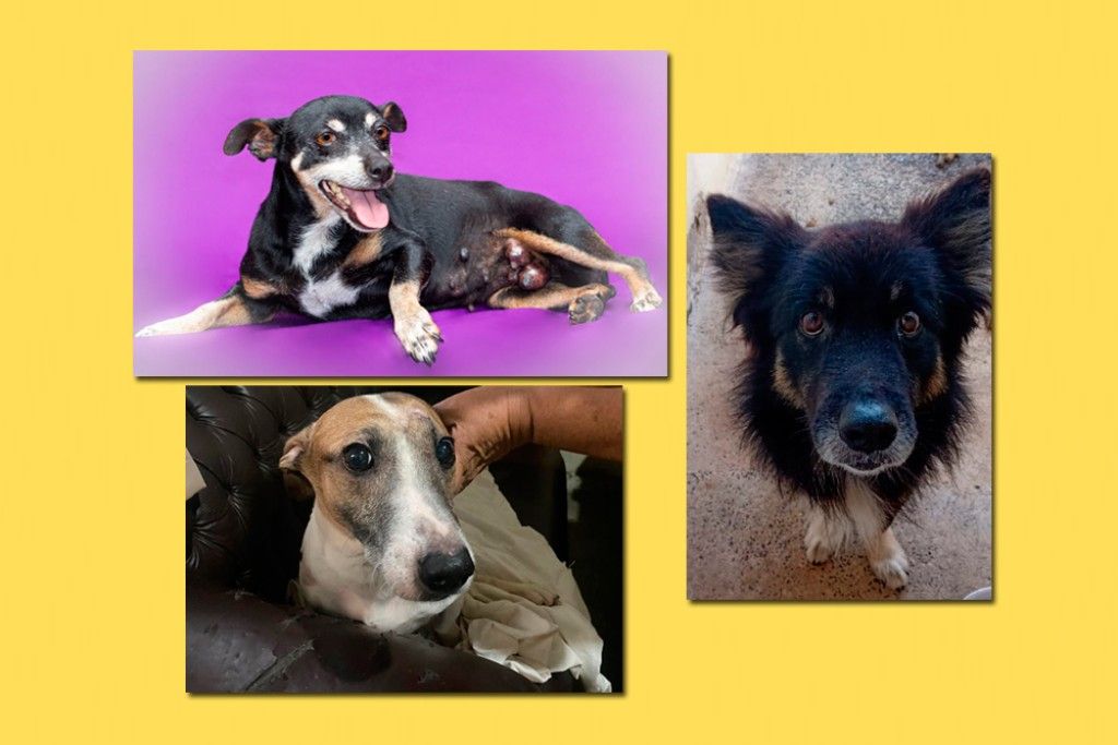 UAPAA inicia campanha para realizar cirurgias de três cães