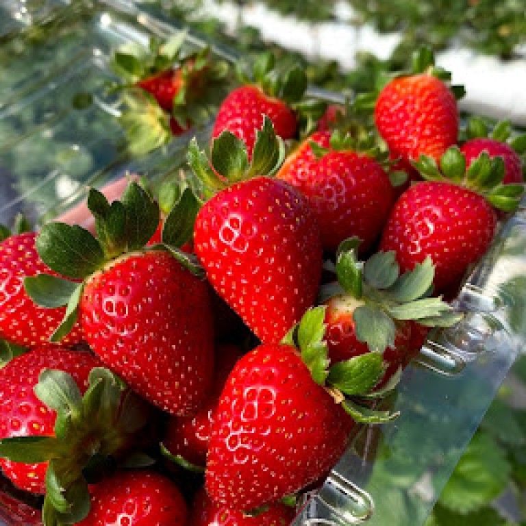 Vem aí: Atibaia anuncia novo Parque Temático do Morango