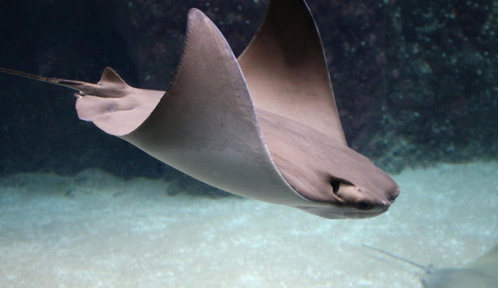 Biólogos explicam sobre o cardume de arraias avistado em Balneário Camboriú