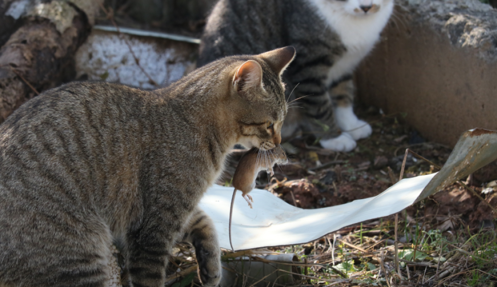 Seu gato te levou um animal morto de “presente”? Entenda esse comportamento