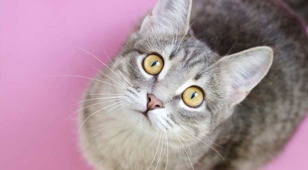 Wold Cat Day: Você quer um gato?! Veja se está preparado para o receber ...
