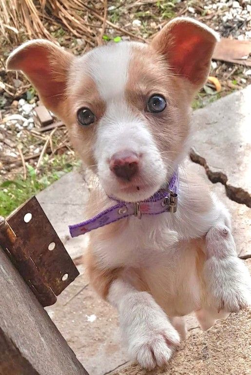 Após cirurgia, cachorrinha Amora passa por recuperação