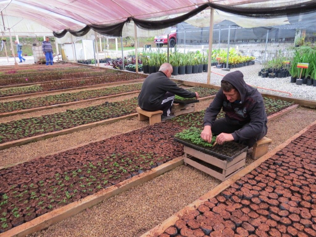 Horto Florestal: Conheça como são produzidas as flores que enfeitam Brusque