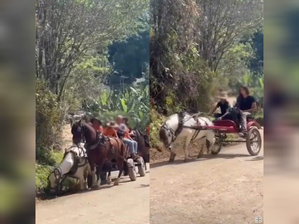 Protetores denunciam maus-tratos contra cavalos em cavalgada