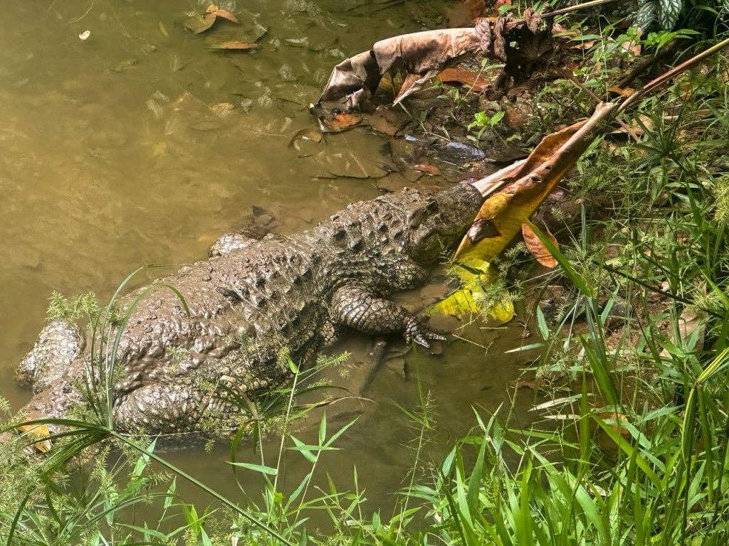 Conheça Nina, o animal mais antigo do Zoobotânico