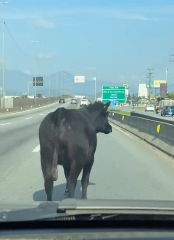 Boi é flagrado caminhando entre veículos na BR-101 em Palhoça