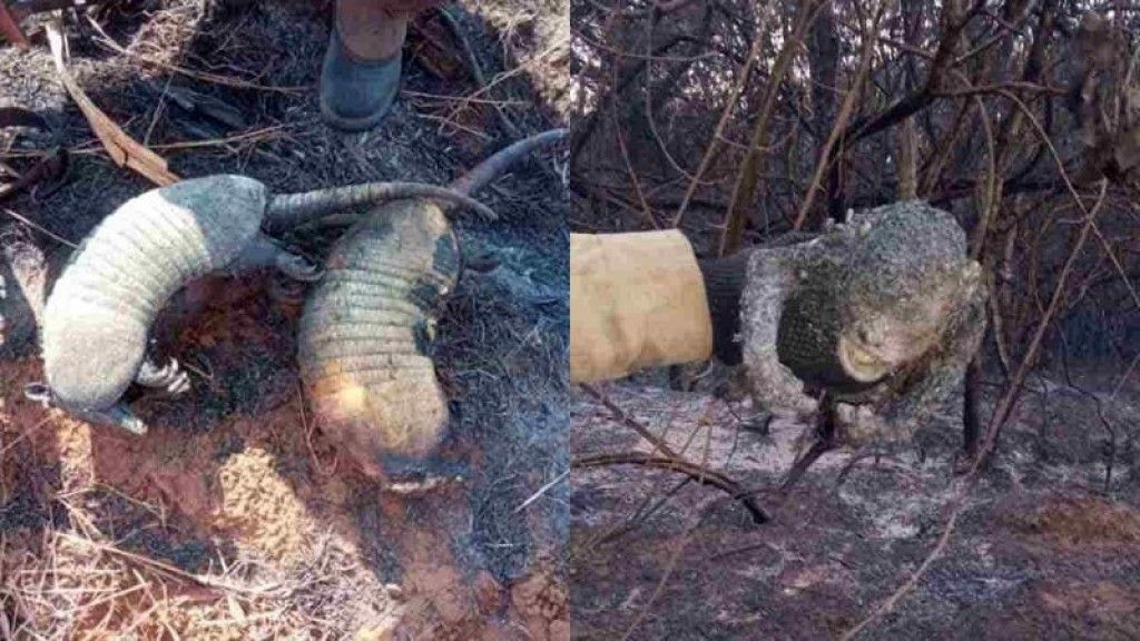 Queimadas no Pantanal mataram 17 milhões de animais em 2020, aponta estudo