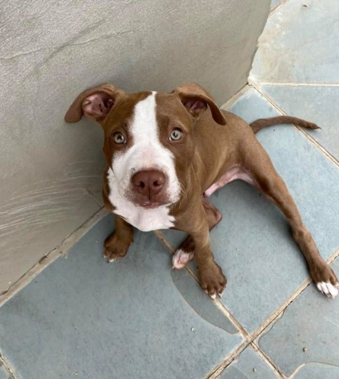 Pitbull Fred está desaparecido; família oferece recompensa