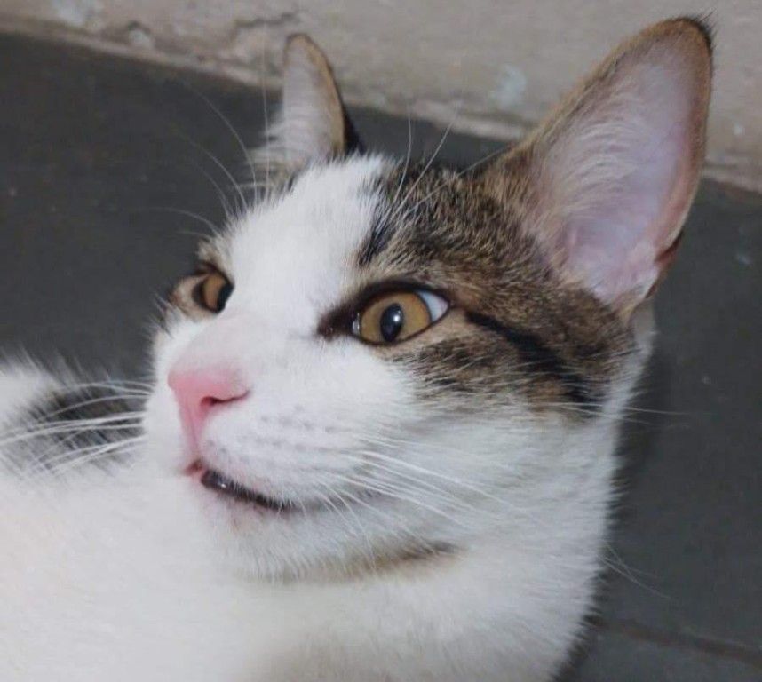 Gato Chico desapareceu há 10 dias de casa no Jacaré
